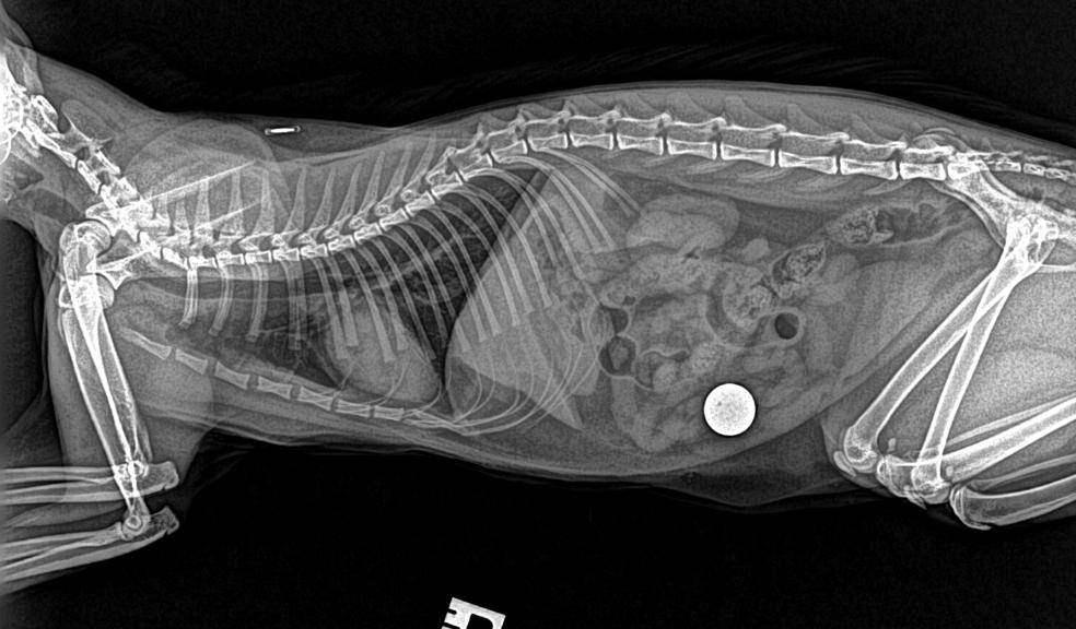 Doncaster vets practice saves ‘piggy bank’ kitten who swallowed a 5p ...