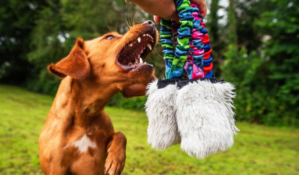 Tug-E-Nuff launches new interactive dog toy | Your Pets Daily