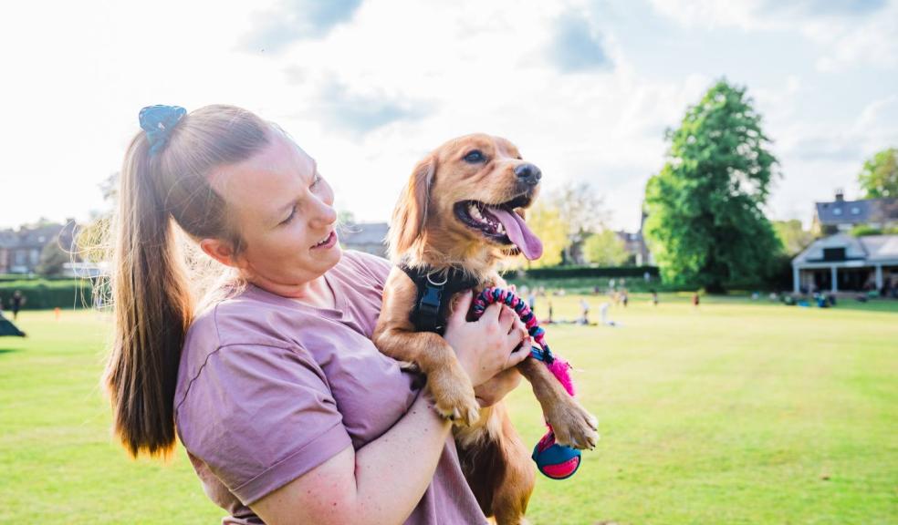 The UK’s most popular dog breeds revealed - did your pooch make the ...